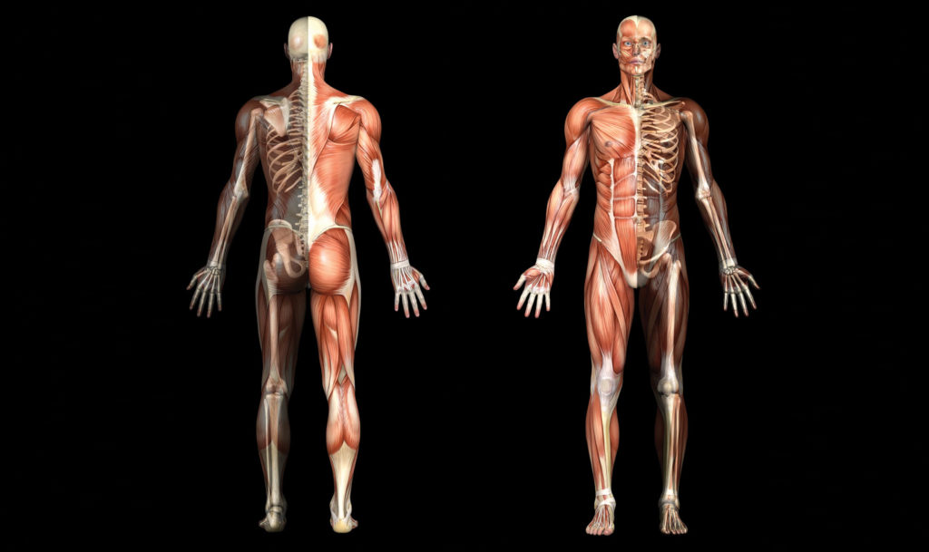 Midline Integrative Health – Sophisticated Bodywork | Rolfing ...